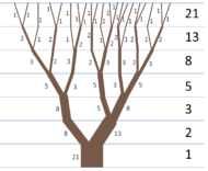 How Many Times Have You Spotted Fibonacci in Nature? Here Are 7 ...