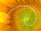 How Many Times Have You Spotted Fibonacci in Nature? Here Are 7 ...