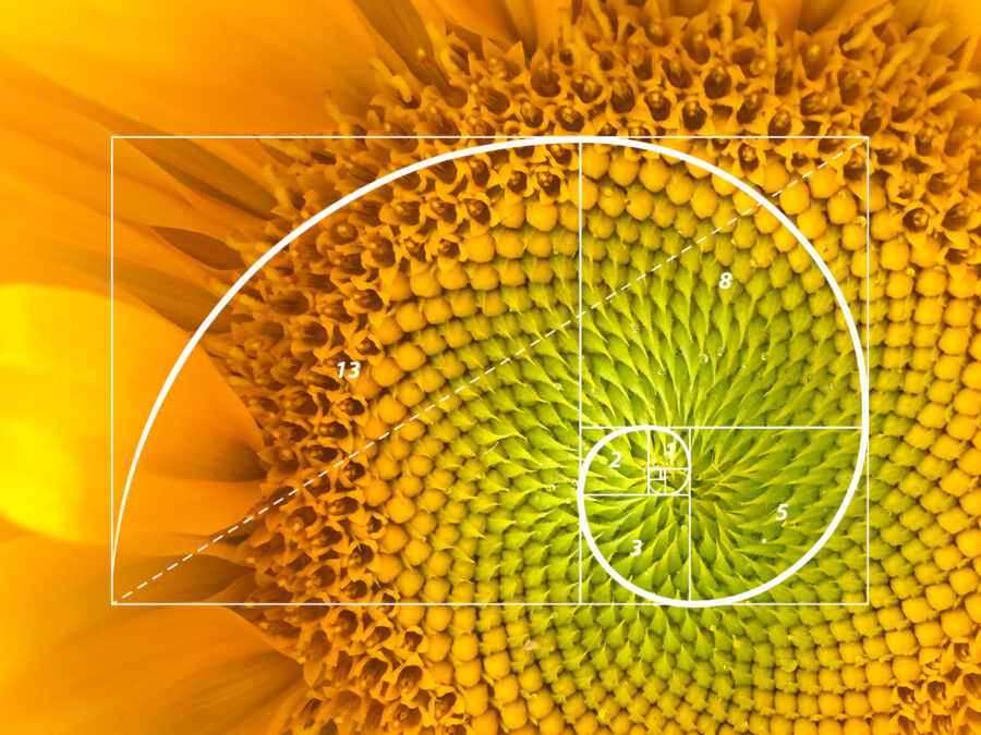 How Many Times Have You Spotted Fibonacci In Nature Here Are 7