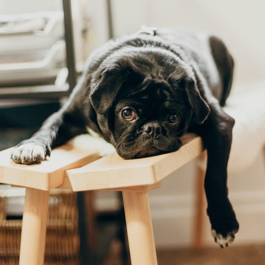 Have You Ever Heard Of Lazy Girl Jobs Before? - The Stemettes Zine