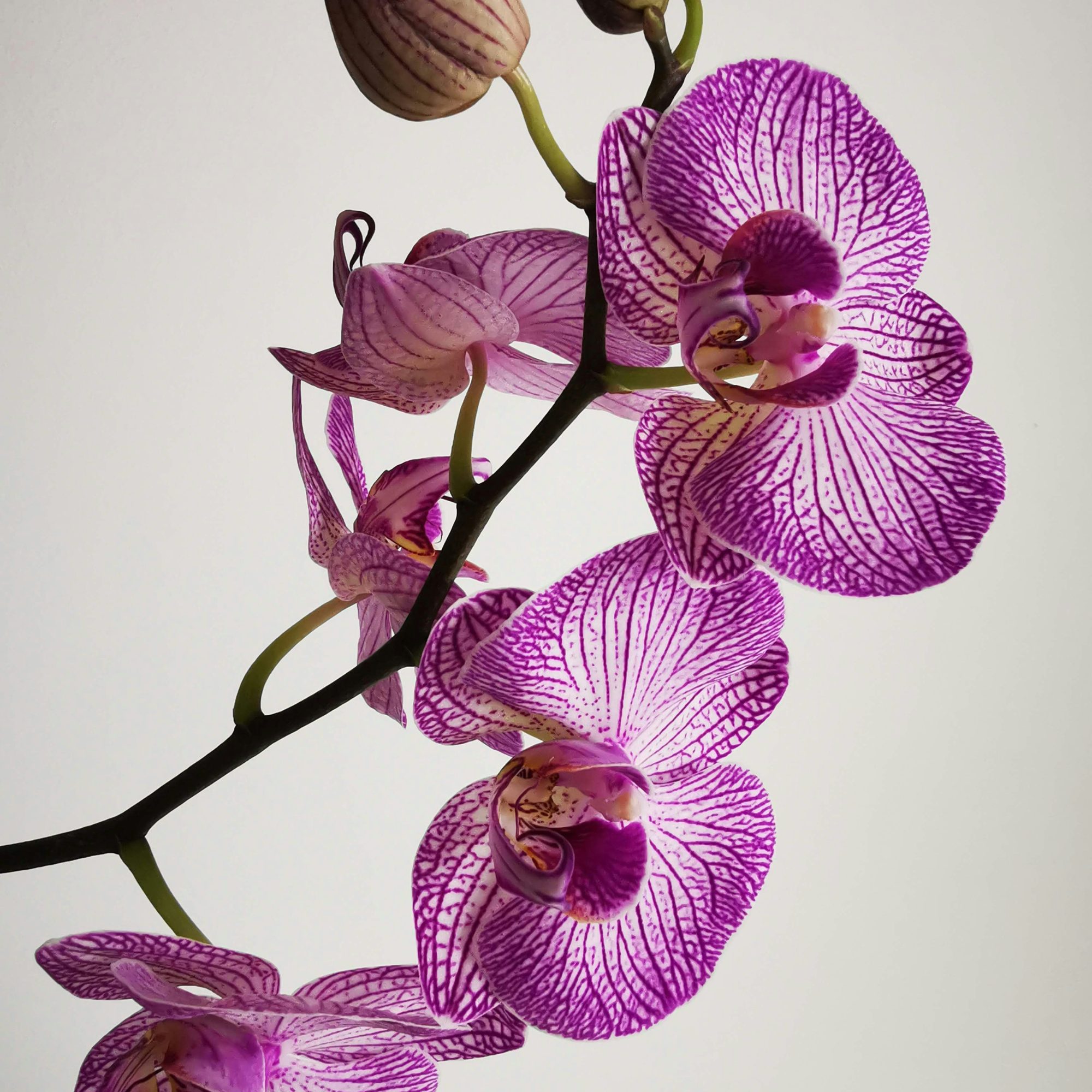 Meet Gisela McDaniel - The Stemettes Zine